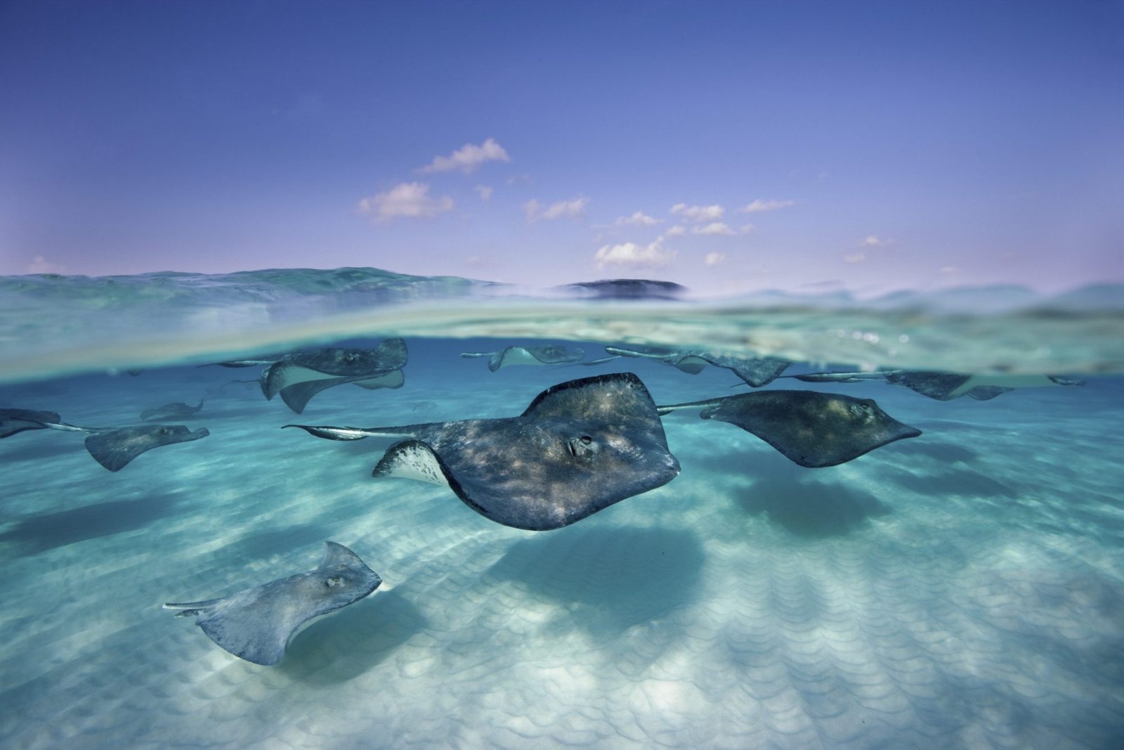 Unico Conservation Foundation