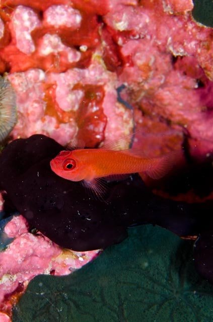 SPR Calamianes Islands, Philippines 2016 – Unico Conservation Foundation